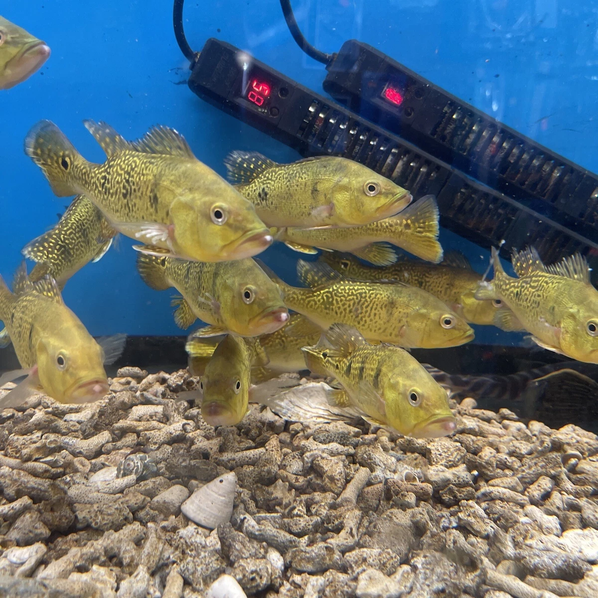 Peacock Bass Kelberi