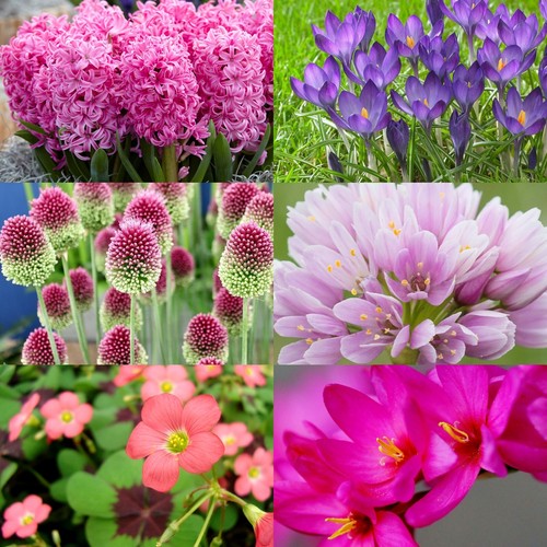 Pink Spring Bulb Collection - 50 Mixed Spring Summer Flowering ...