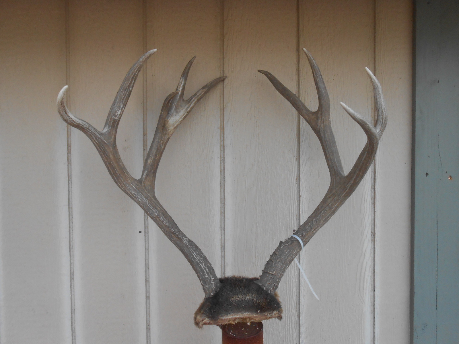 TALL 22 1/8 wide 5x5 Colorado MULE DEER RACK antlers whitetail mount ...