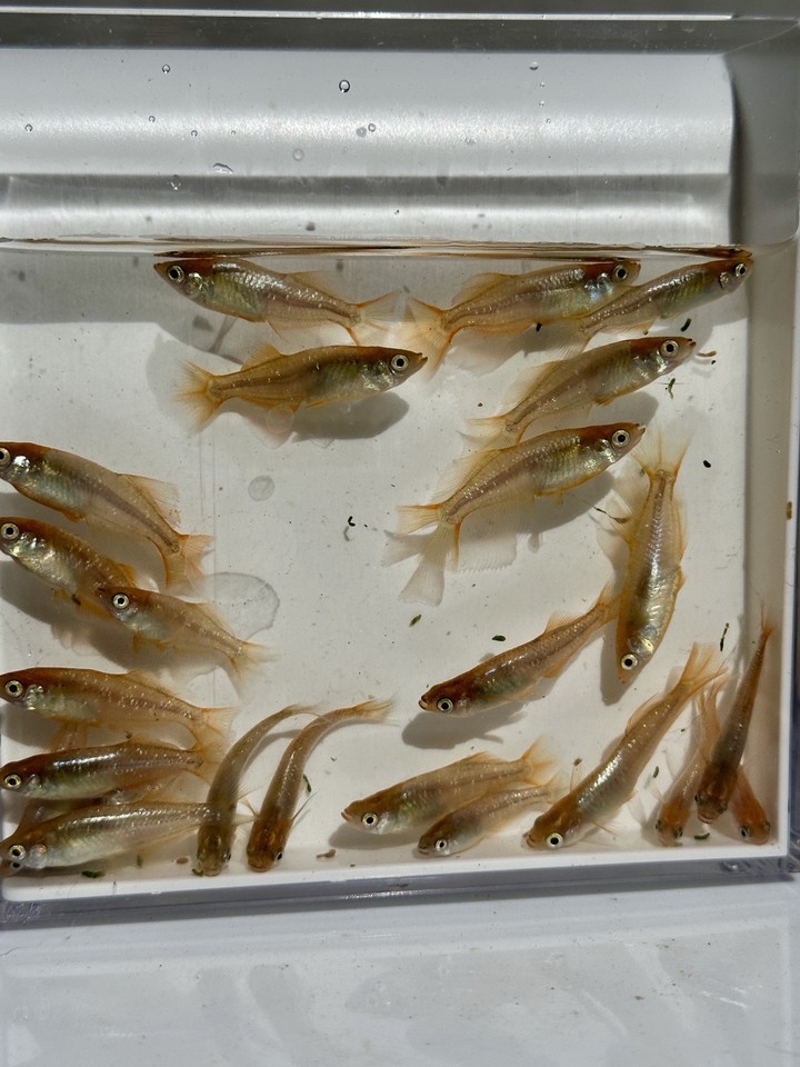 3+1 Kohaku Hikari Fin Medaka Rice Fish - US Bred High Quality Live Fish ...
