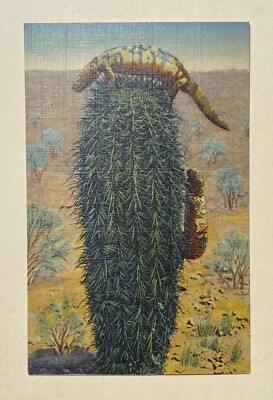 Old Vintage Postcard Desert GILA MONSTER Lizard Poisonous Monsters ...