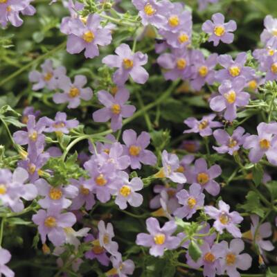 ~ BACOPA BLUTOPIA - 20 Multi Pelleted seeds * Hanging Basket | eBay