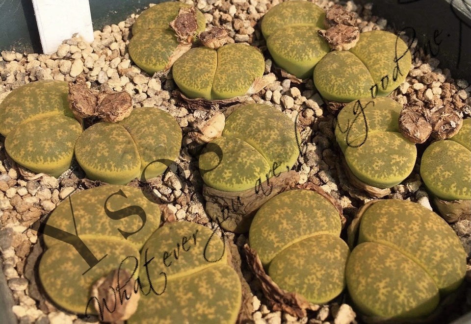 SEES-C05b Lithops Lesliei 'Vivid Green' 50 Seeds | eBay