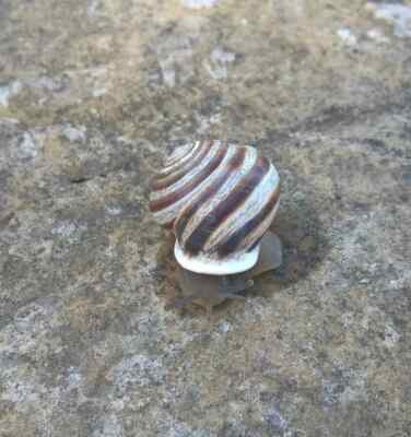 Live Garden snails. (5+1) Milk snails Otala Feeder Educational Pet | eBay