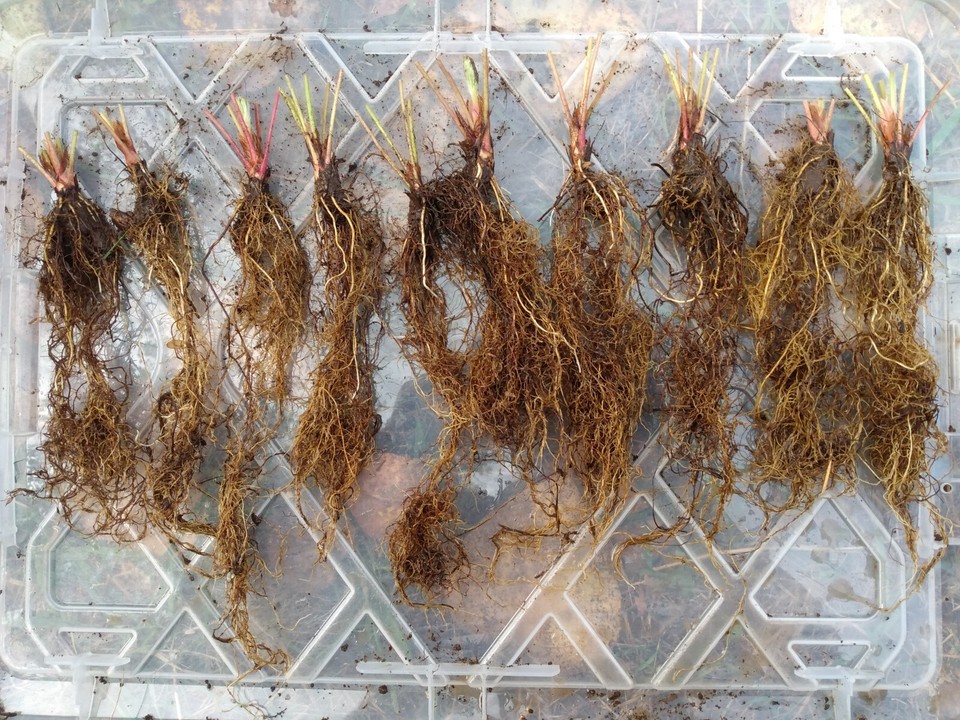 Hawaiian Pineberry 5 LIVE PLANTS Strawberry Pineapple BareRoots Organic ...