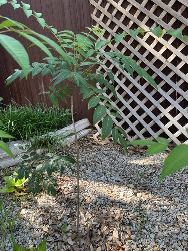 Chinese Toona Sinensis tree (Xiang Chun, 香椿) | eBay