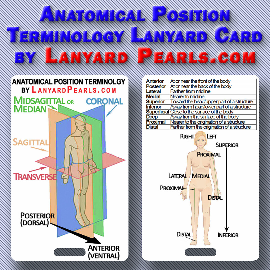 Anatomical Position Terms Anatomical Positions & Directional Terms