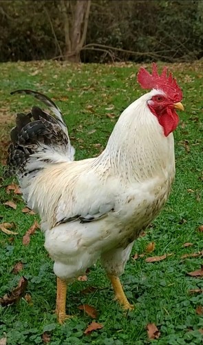 18+ Delaware Broiler Enhanced Dual Purpose Meat Chicken Hatching Eggs ...