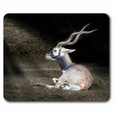 Computer Mouse Mat - Indian Wild Blackbuck Antelope Deer Office Gift ...