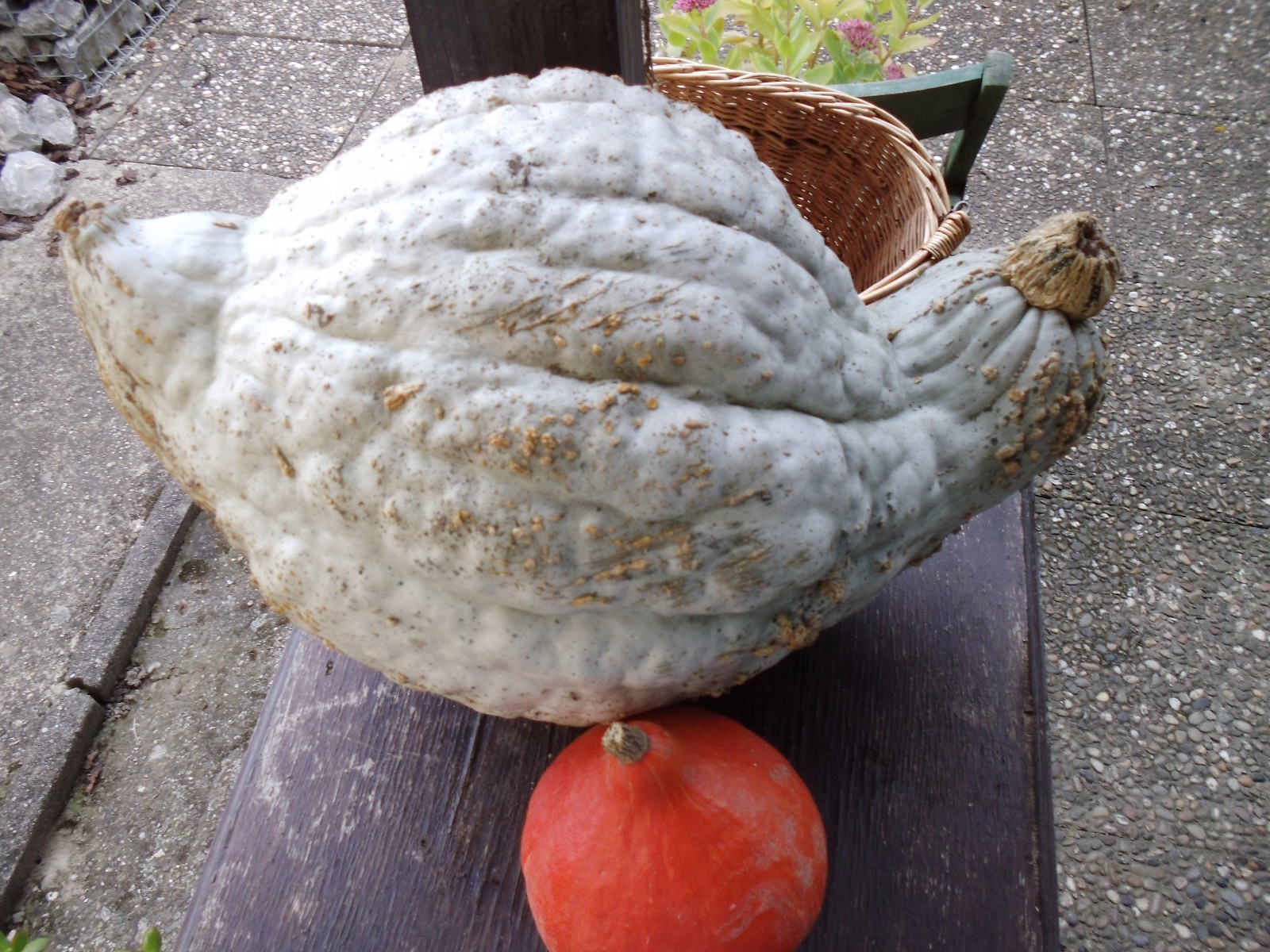 Blue Hubbard KÜRBIS mild-nussig lagerfähig orange Fruchtfleisch Samen ...