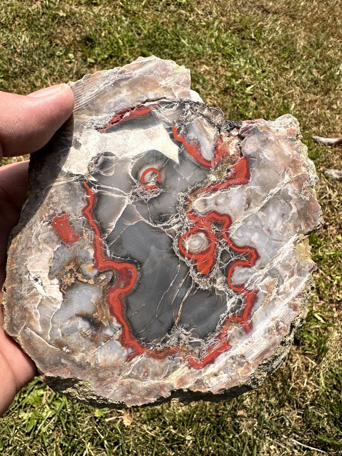 6 1/2 INCHES__Beautiful Imperial Kentucky Agate Slab from Estill County ...