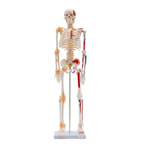 34 Inch Human Skeleton Model Half Life Size Freestanding Human Skeleton ...