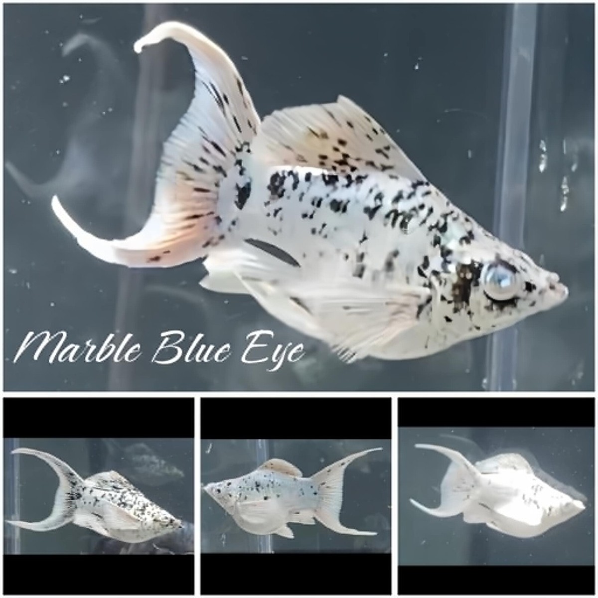 Balloon Molly Fish Breeding