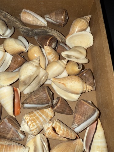 Sea Shells Lot Gulf Coast Aquarium Collectible Whelk Scallop Cones Westletrap | eBay