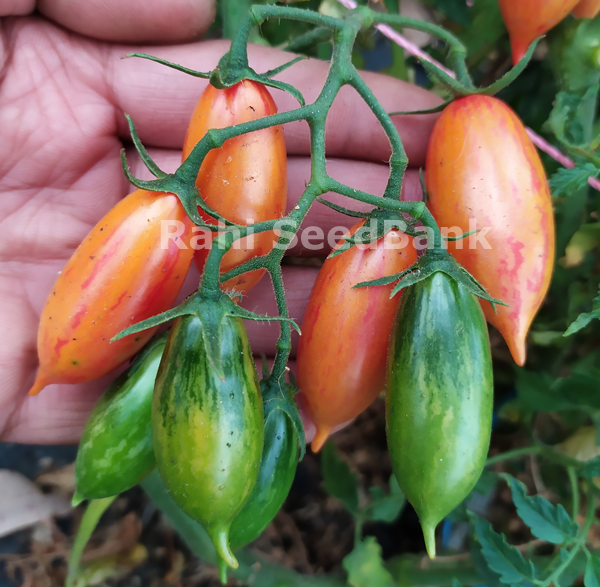 Pink Tiger Tomato a Sweet Flavoured Great Looking Tomato Variety - 10 ...