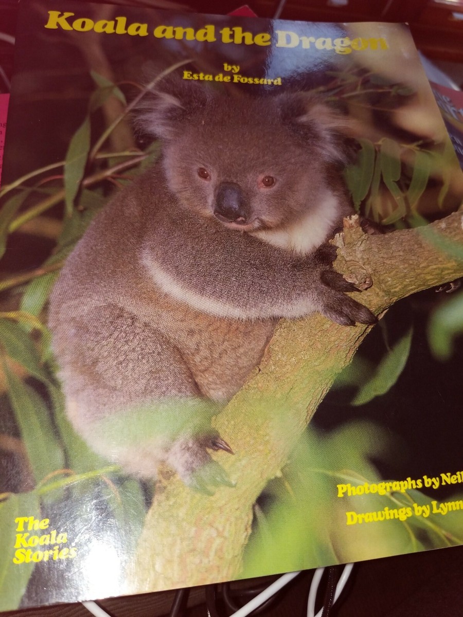 Koala Vs Wombat Koalas Or Wombats | Australian Wildlife Journeys