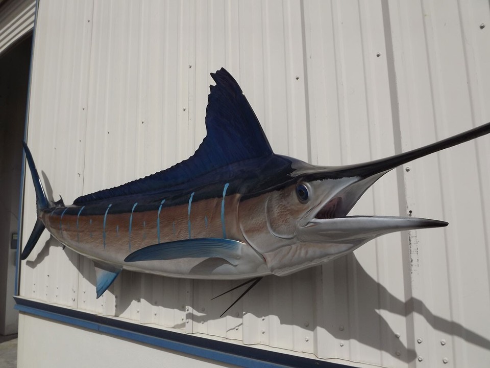 116" Striped Marlin Two Sided Fish Mount Replica - Quick Production | eBay