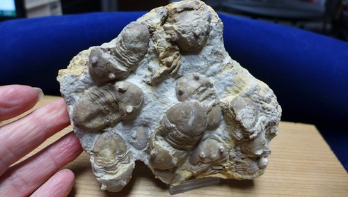 GEOLOGICAL ENTERPRISES ORDOVICIAN TRILOBITE FOSSIL HOMOTELUS ...