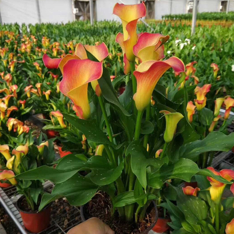100 Mix Seeds Rare Calla Lily Seeds Flower Seeds Perennial Flowers | eBay