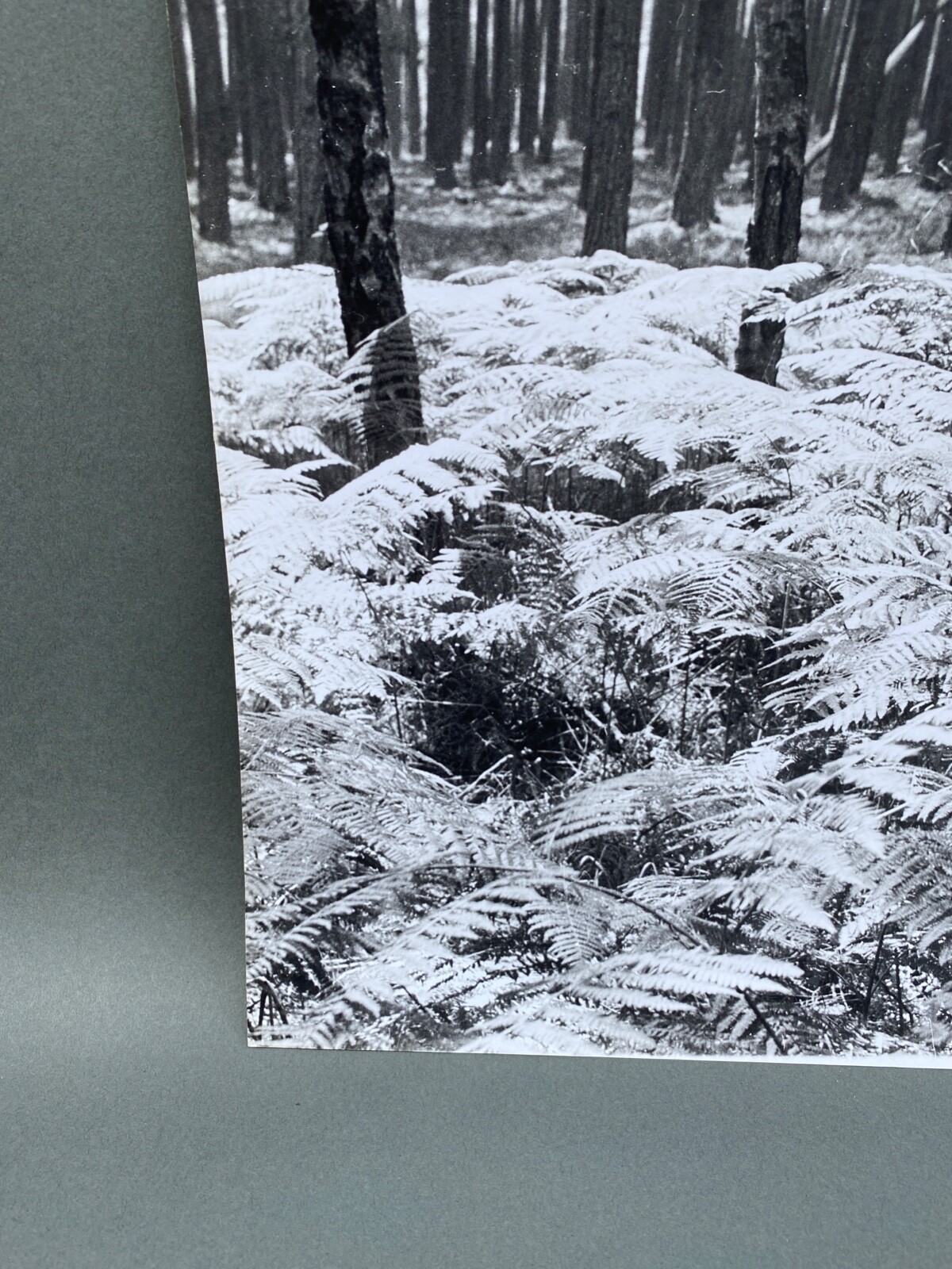 Photographie argentique Bernard Darot Sous-bois XXe M1446 | eBay