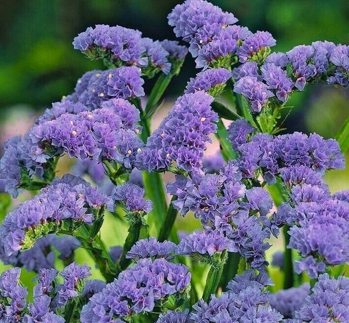 Purple Statice Statice New Happy Wing 80cm