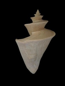 east china sea | eBay Stores