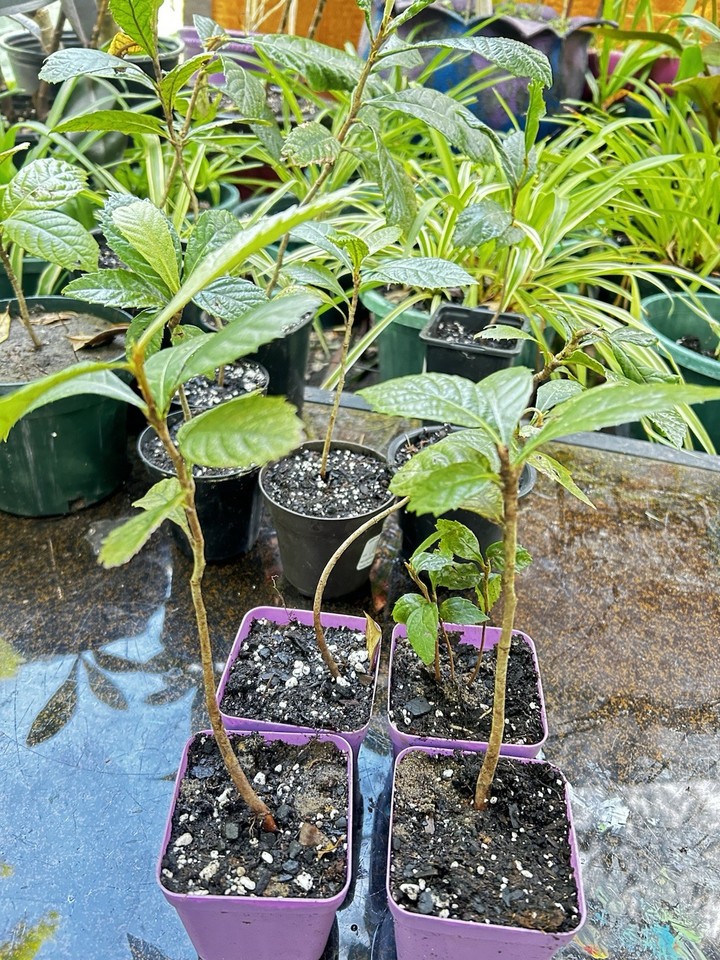 Loquat Tree 8” With Pot Sweet Tropical Live Plant Ready To Plant ...