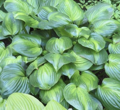 HOSTA - “AVOCADO” - Large Hosta At Maturity - Bare Root Plant ex 10 cm ...
