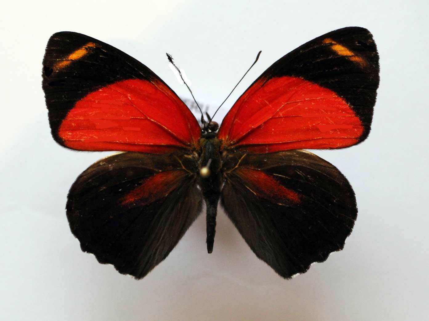 CALLICORE TEXA MAIMUNA - unmounted butterfly | eBay