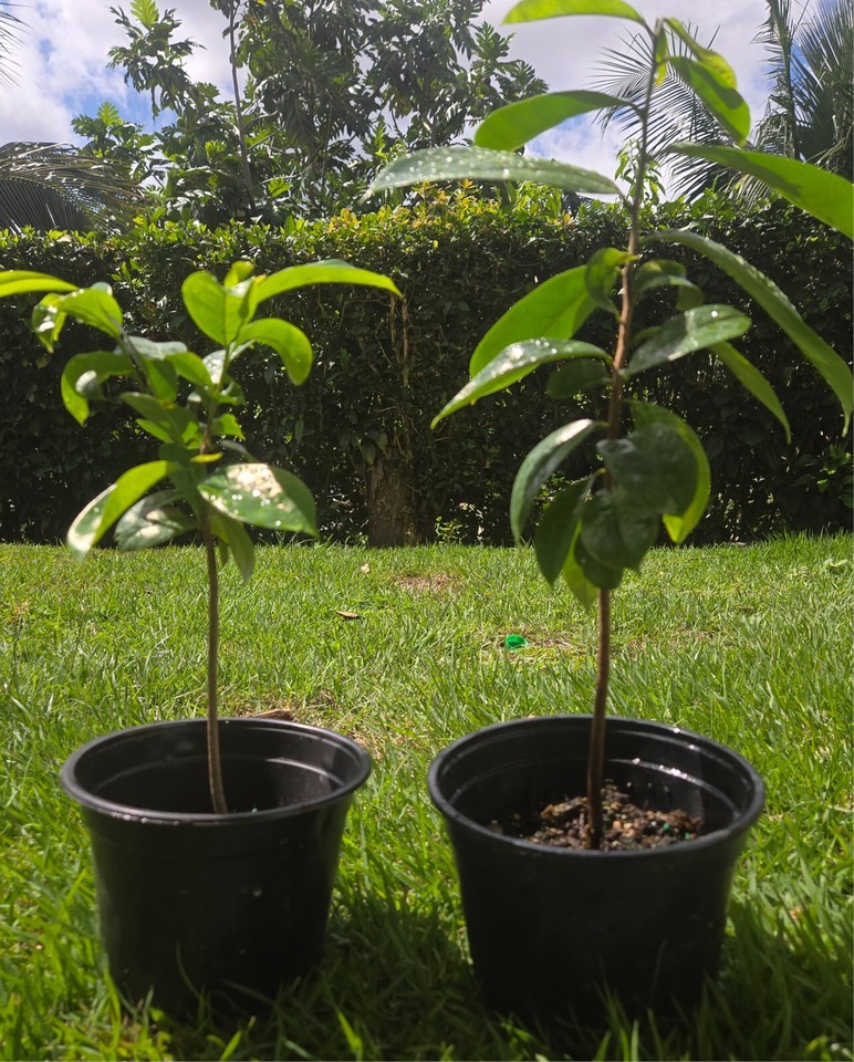 Soursop Fruit tree / Graviola/Guanábana/ 2 @ 3 ft / / Free shipping | eBay