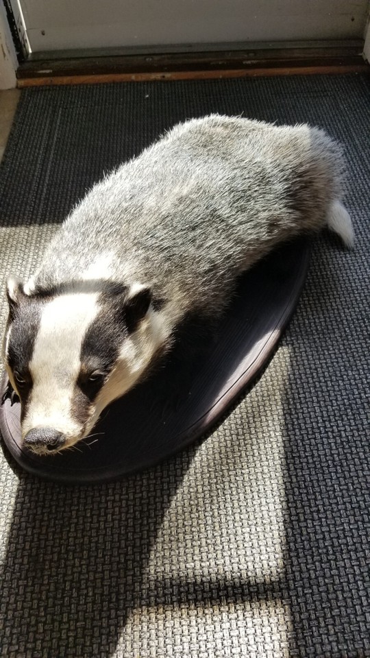 Taxidermy animal European Badger Stand Mount Real Animal NEW | eBay