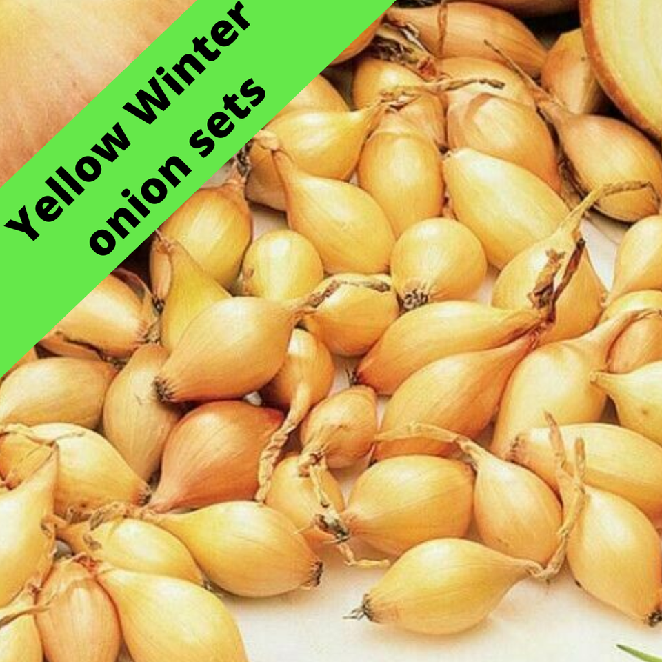 Onion Sets-RADAR Onions Sets For Plant (Easy way to grow) Bulbs, Ready ...