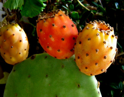 KAKTUS Feige "Opuntia ficus-indica" gr. orange Früchte, gelbe Blüten ...