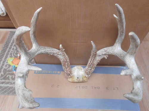 163" HEAVY typical 6x6 WHITETAIL DEER RACK Antlers mule mount taxidermy ...