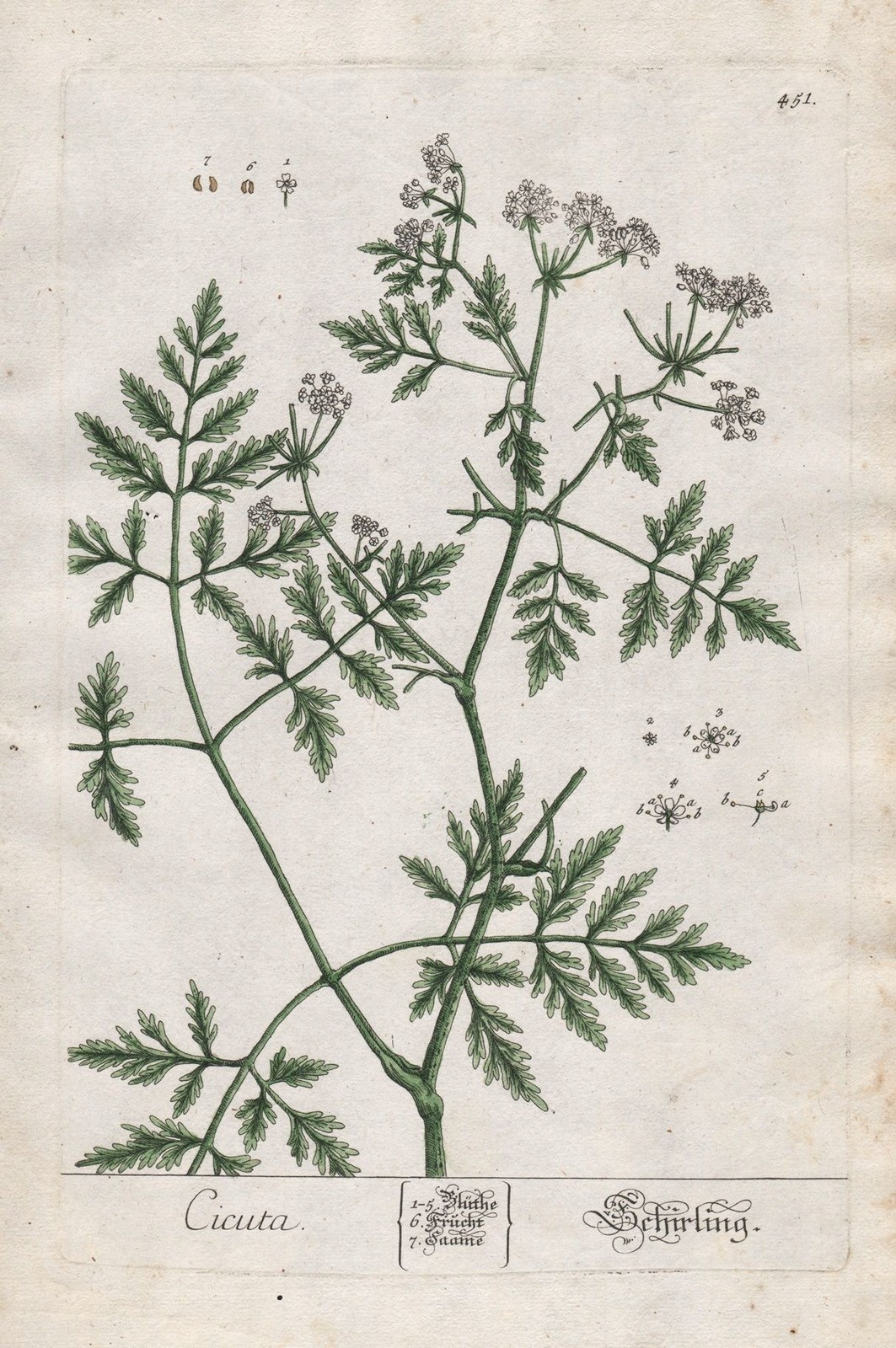 Cicuta Cowbane Hemlock Botany Blackwell Kräuterbuch Engraving | eBay