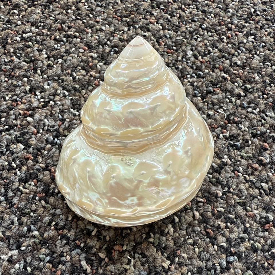 Astraea Undosa Sea Shell 3.5-4” Natural Beach Decor Ocean Pearlescent ...