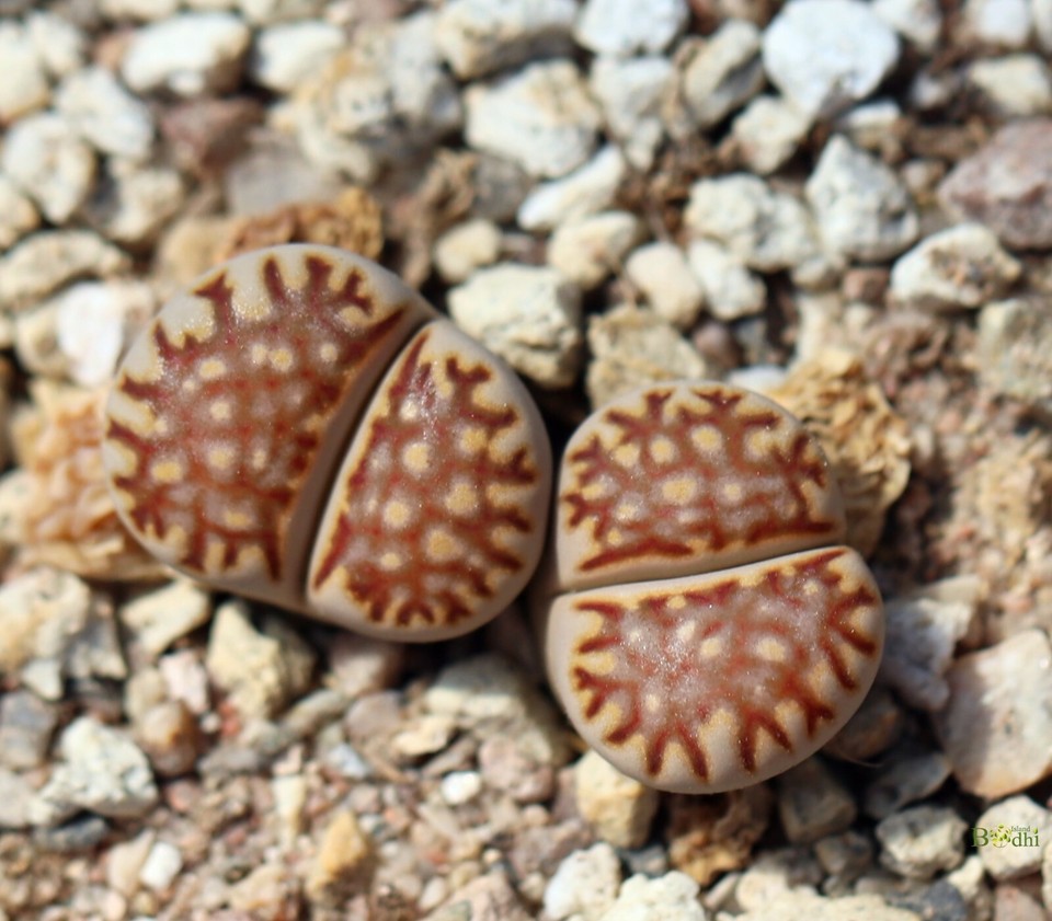 SEEDS - Lithops julii 10seeds C259 'Red Flare' | eBay