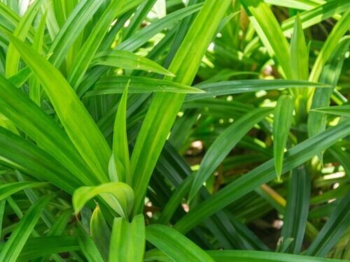 PURE PANDAN LEAF DRIED NATURAL CEYLON HIGH QUALITY SPICES SRILANKAN ...