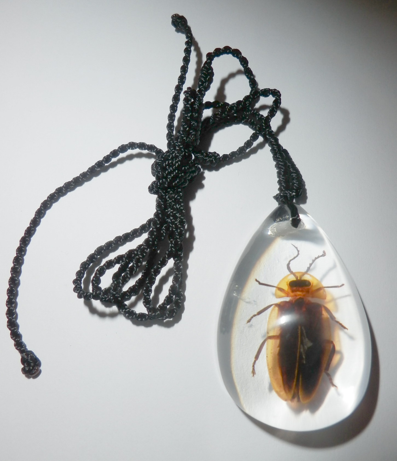 Insect Necklace Golden Edge Firefly Lychnuris analis Specimen SD07 ...
