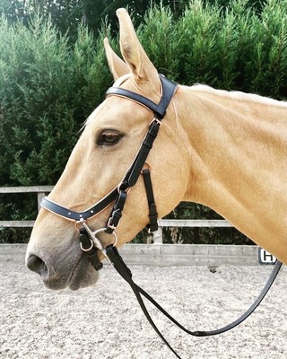 ANATOMICAL SNAFFLE BRIDLE BITTED/BITLESS PADDED POLL RELIEF BLACK ...