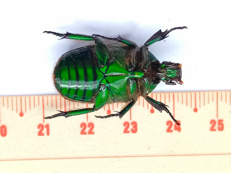 D95763-insects Cetoniinae sp from Vietnam Central | eBay UK