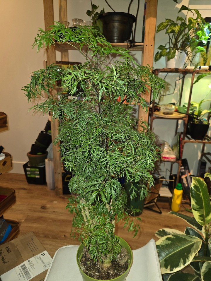 6"Pot - Dwarf Ming Aralia Tree, Mini Bonsai, 6-Inch Pot, Live - Get ...