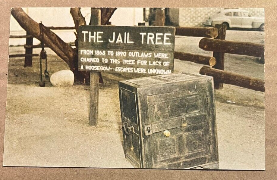 UNUSED POSTCARD - JAIL TREE, USED WHEN NO JAIL WAS IN TOWN, WICKENBURG ...
