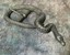 ENMON SNAKE BELT BUCKLE UNIQUE Pewter 6" (L) x 2 5/8" (W) NEW | eBay