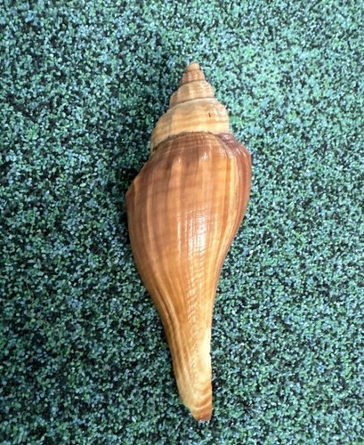 Natural Large Sea Shell (10cm ) /Conch Aquarium /Art Decoration | eBay