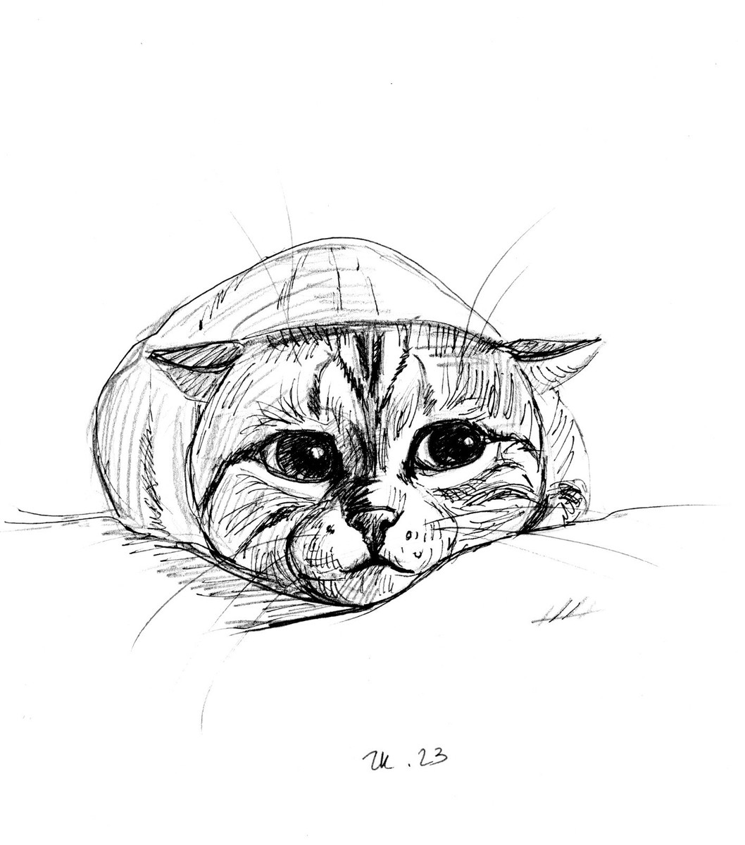 Cat Sketches Pencil