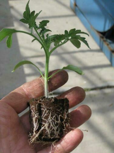 6x / 12x Piccolo Cherry Tomato Plug Plants (No Seeds) Garden - End of ...