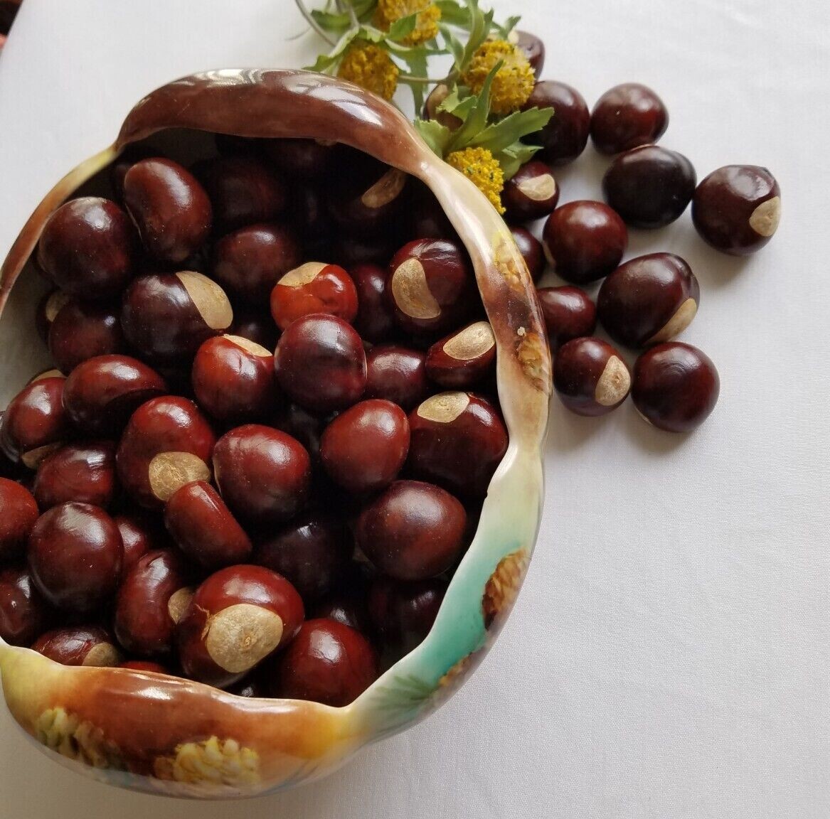 Ohio Buckeye Seed/ Fresh Buckeye Nuts/ Natural Buckeye Nuts - 50 pcs | eBay