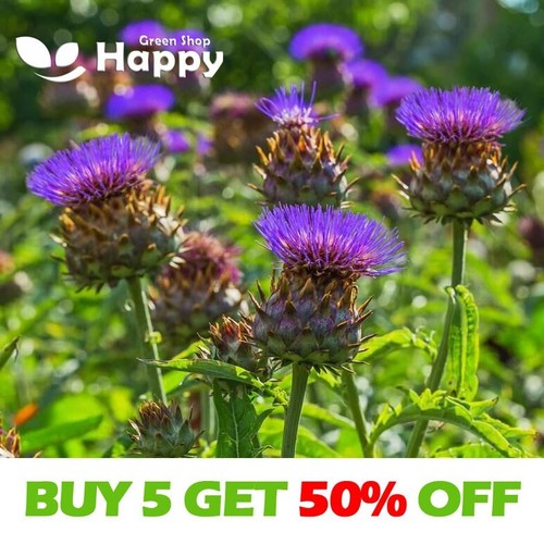 CARDOON 30 SEEDS - Cynara cardunculus - Perennial Ornamental Edible ...
