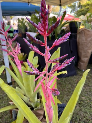 Aechmea Pink Tango | eBay
